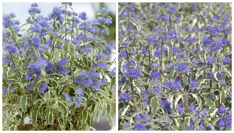 Barbula klandońska White Surprise Miododajna doniczka 0,5L